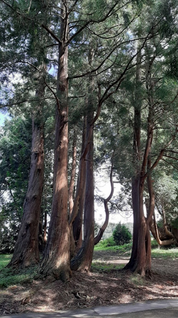 Everything you need to know about Japanese Cedar – Cryptomeria | The ...