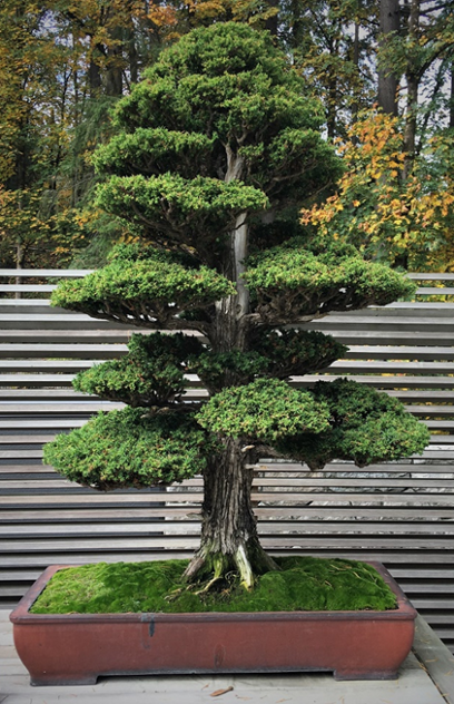 Everything you need to know about Japanese Cedar – Cryptomeria | The ...