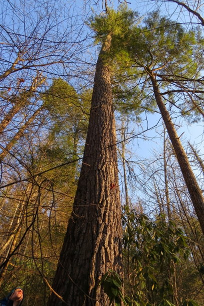 How Big Does That Tree Really Get? | The Tree Center™