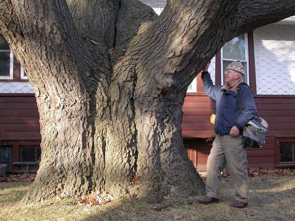 How Big Does That Tree Really Get? | The Tree Center™