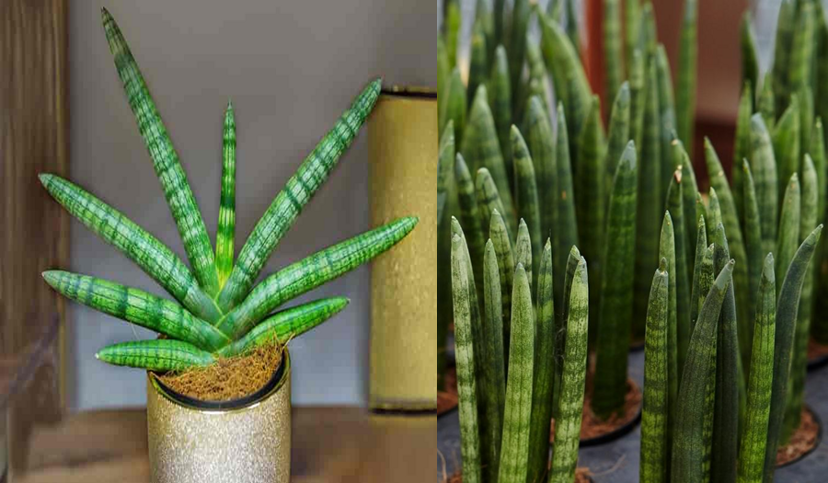 Get to Know Snake Plants – Sansevieria | The Tree Center™