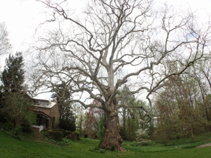 How Big Does That Tree Really Get? | The Tree Center™