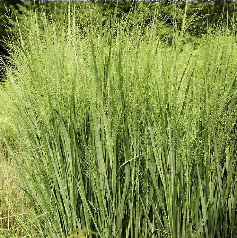 North Wind Switch Grass For Sale Online | The Tree Center