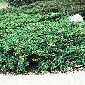 Parson's Juniper For Sale Online | The Tree Center