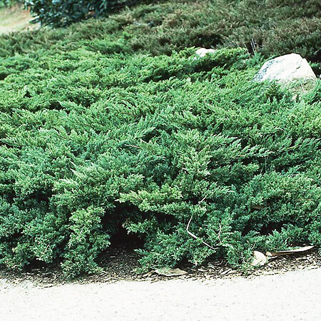 Parson's Juniper For Sale Online | The Tree Center
