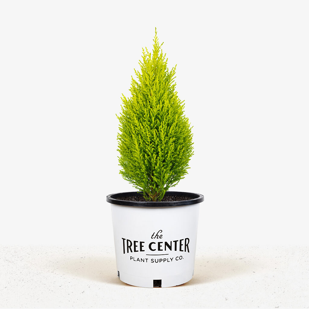 Wilma Goldcrest Lemon Cypress For Sale Online | The Tree Center