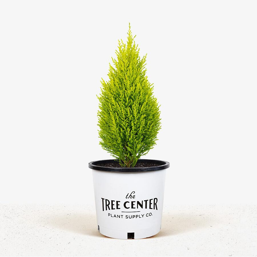 Wilma Goldcrest Lemon Cypress For Sale Online | The Tree Center