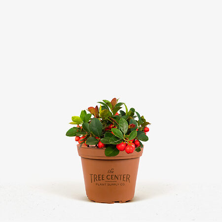 American Wintergreen For Sale Online | The Tree Center