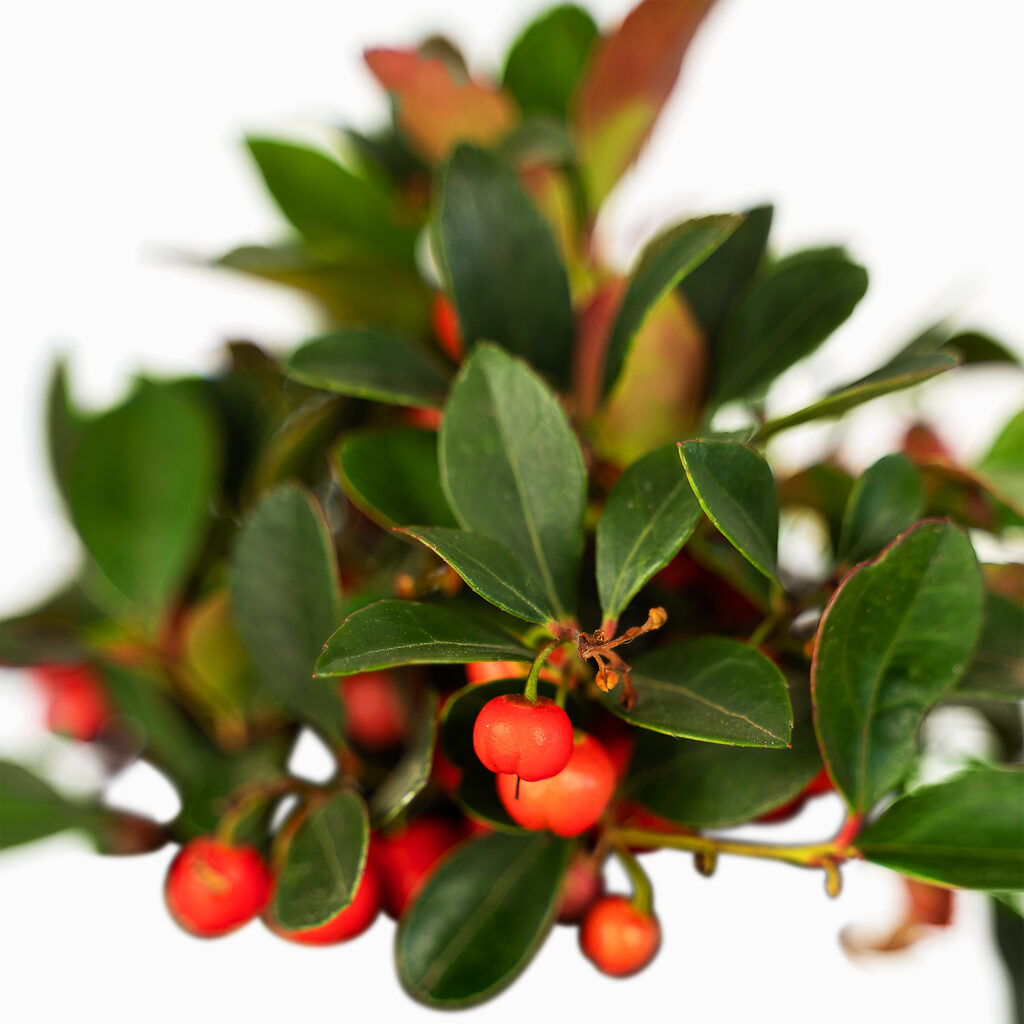 American Wintergreen For Sale Online | The Tree Center