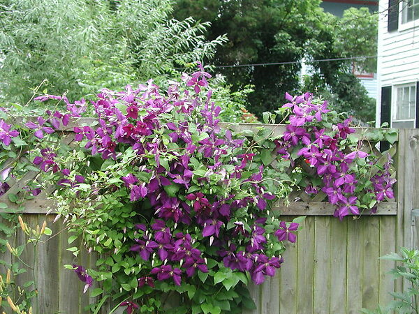 Growing Clematis – large-flowered hybrids | The Tree Center™