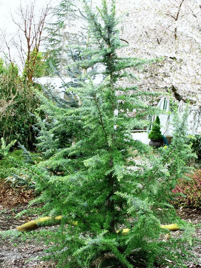 Dwarf Globe Japanese Cedar Trees For Sale | The Tree Center