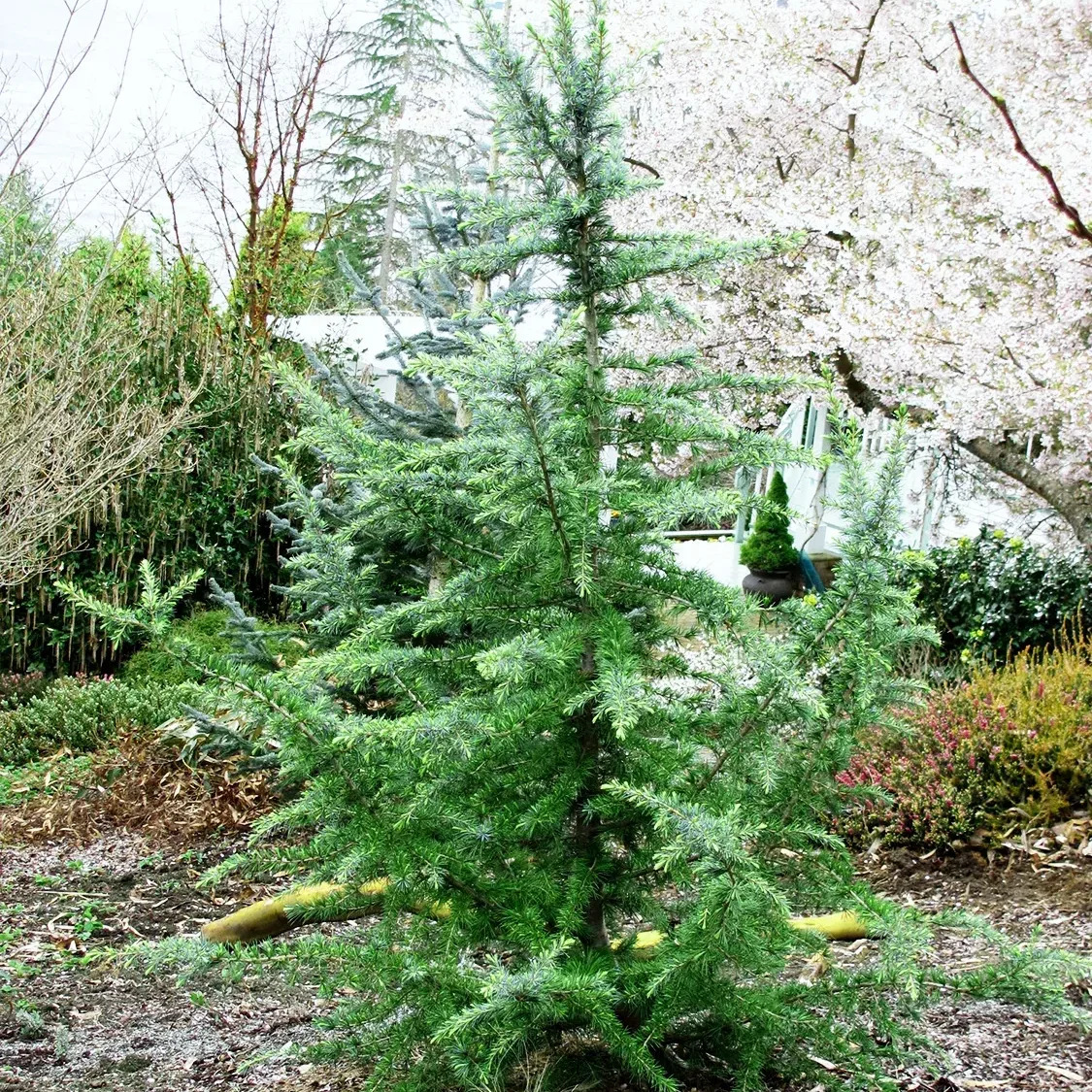 Electra Blue Deodar Cedar Trees For Sale | The Tree Center