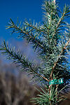 Electra Blue Deodar Cedar Trees For Sale | The Tree Center