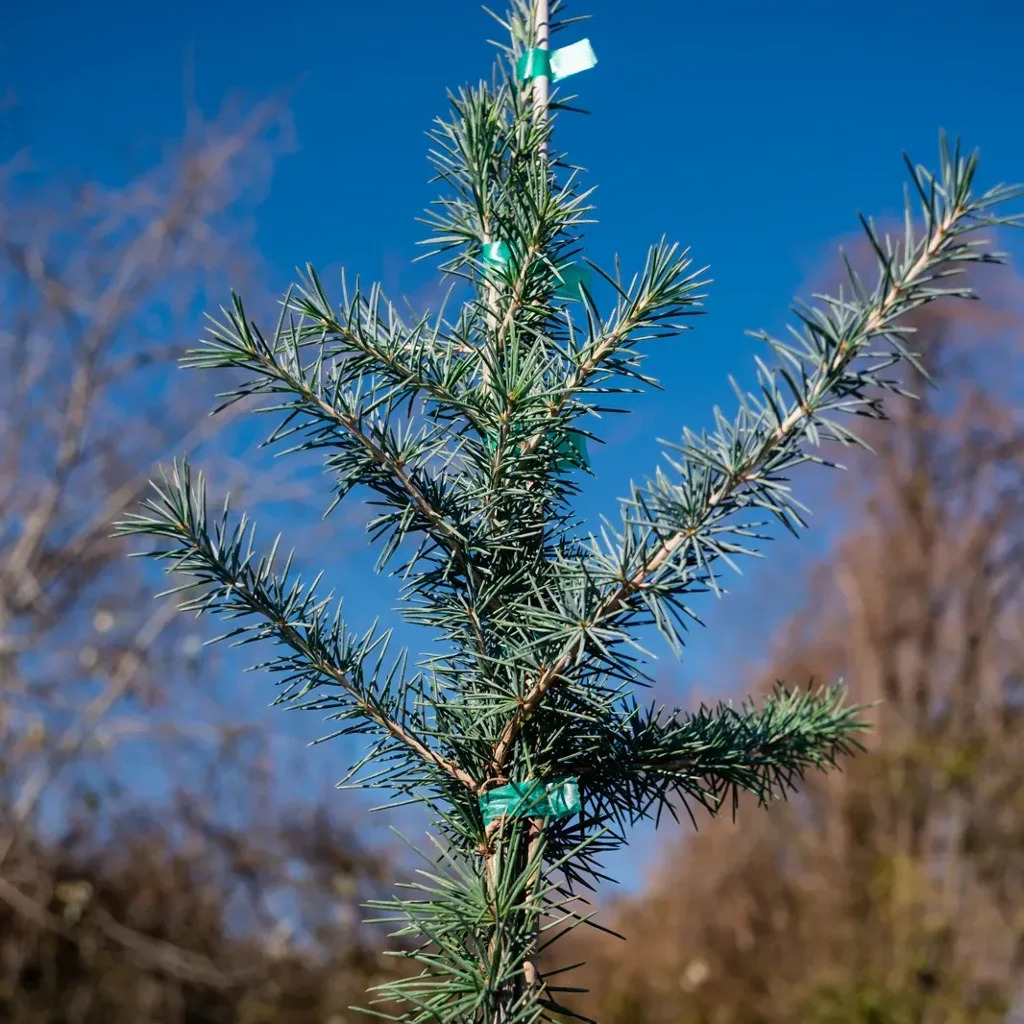 Electra Blue Deodar Cedar Trees For Sale | The Tree Center