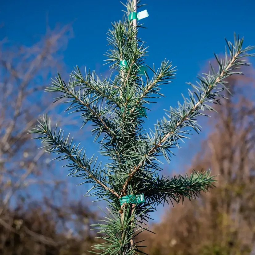 Electra Blue Deodar Cedar Trees For Sale | The Tree Center