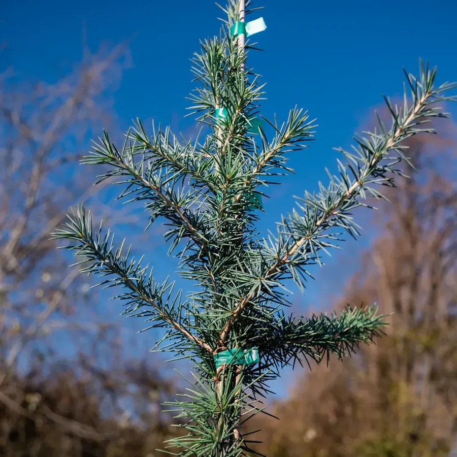Electra Blue Deodar Cedar Trees For Sale | The Tree Center