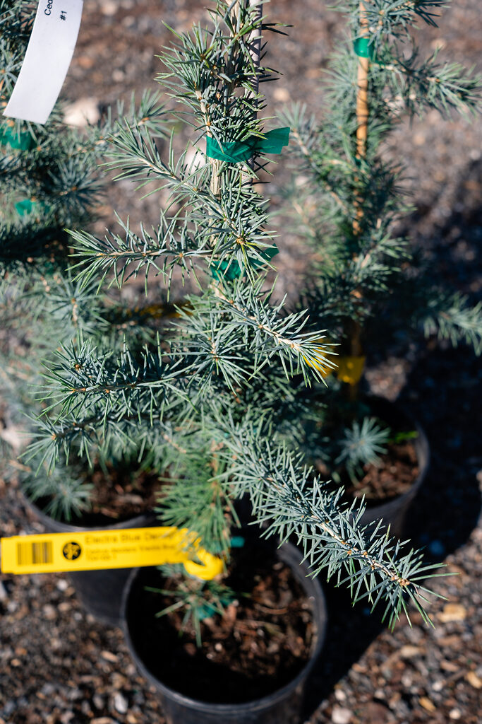 Electra Blue Deodar Cedar Trees For Sale | The Tree Center