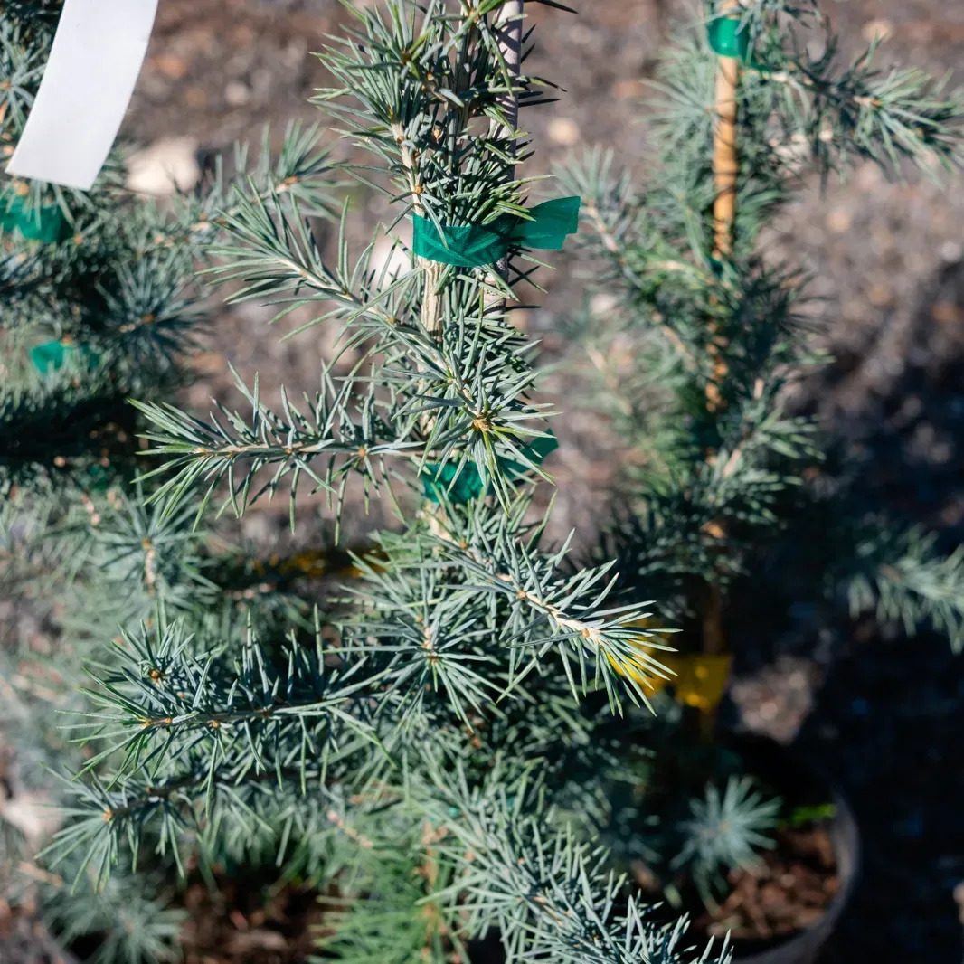 Electra Blue Deodar Cedar Trees For Sale | The Tree Center