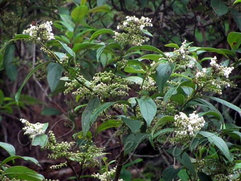 What is Wintergreen? | The Tree Center™