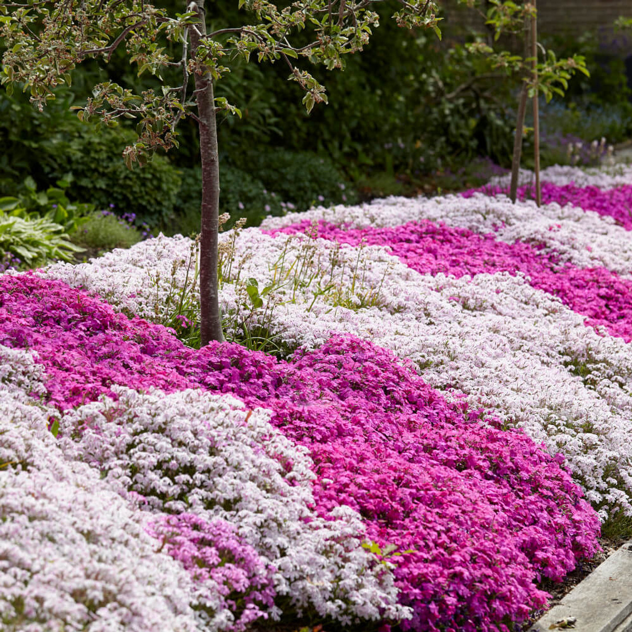 Creeping Phlox are Back in Style | The Tree Center™