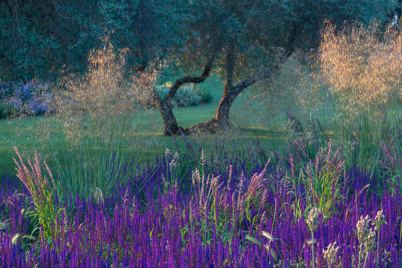 Salvia – a Wise Garden Choice | The Tree Center™