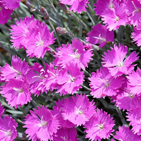 Garden Pinks for American Gardens | The Tree Center™
