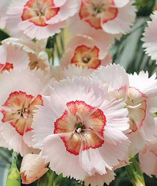 Garden Pinks for American Gardens | The Tree Center™