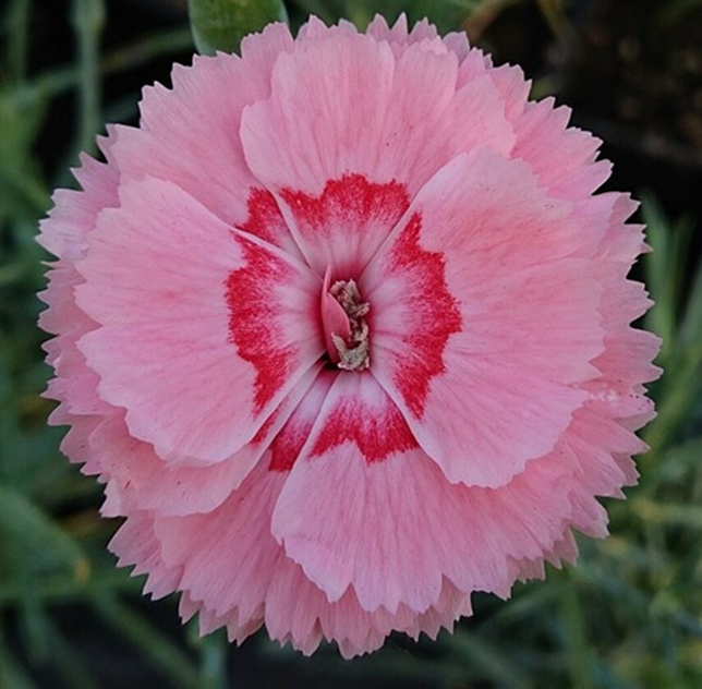 Garden Pinks for American Gardens | The Tree Center™