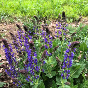 Salvia – a Wise Garden Choice | The Tree Center™