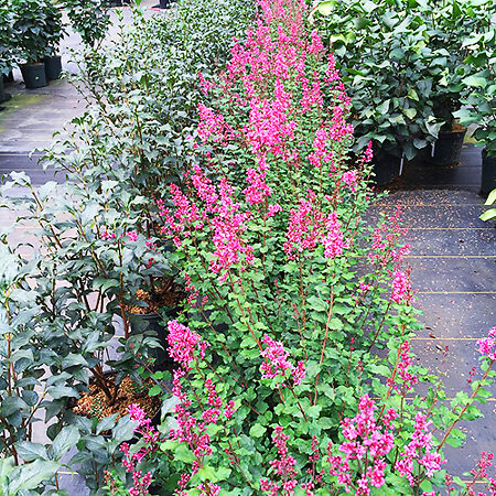 Bloomerang Dwarf Pink Lilac For Sale Online | The Tree Center