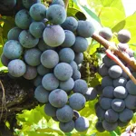 Fredonia Grape Vines For Sale | The Tree Center