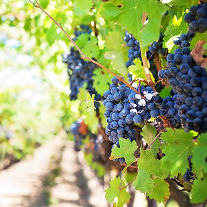 Fredonia Grape Vines For Sale | The Tree Center