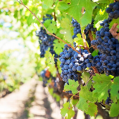 Fredonia Grape Vines For Sale | The Tree Center