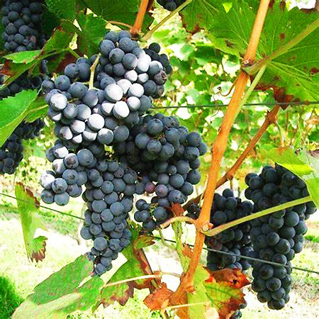 Fredonia Grape Vines For Sale | The Tree Center