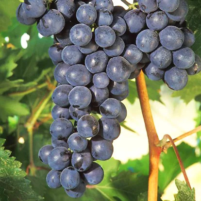 Fredonia Grape Vines For Sale | The Tree Center