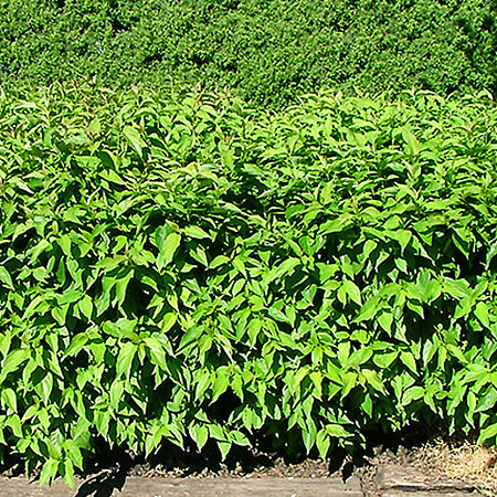 Huron® Dogwood Trees For Sale | The Tree Center