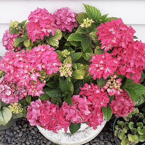 Pia Hydrangea For Sale Online | The Tree Center