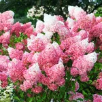 Berry White® Hydrangea For Sale Online | The Tree Center