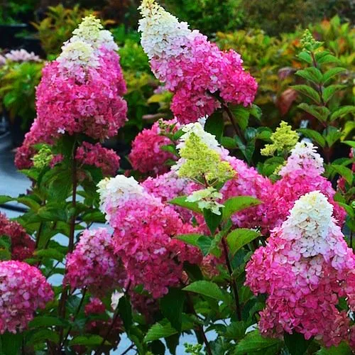 Berry White Hydrangea Spring Hill Nurseries, 40% OFF