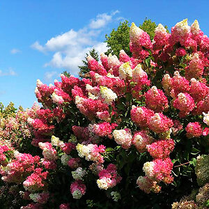 Berry White® Hydrangea For Sale Online | The Tree Center