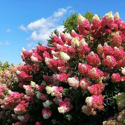 Berry White® Hydrangea For Sale Online | The Tree Center