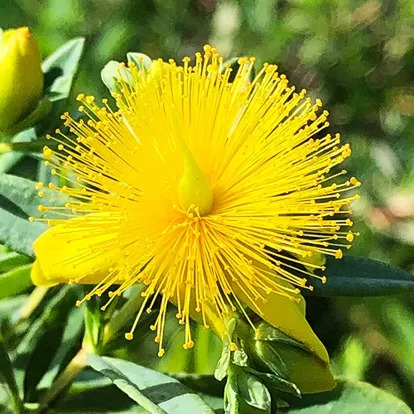 Blue Velvet St. Johnswort For Sale | The Tree Center