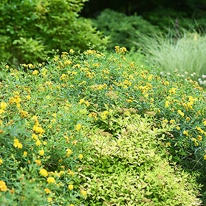Blue Velvet St. Johnswort For Sale | The Tree Center