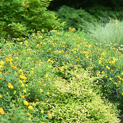 Blue Velvet St. Johnswort For Sale | The Tree Center