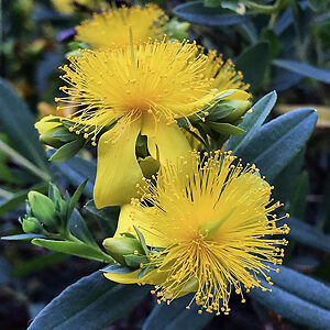 Blue Velvet St. Johnswort For Sale | The Tree Center