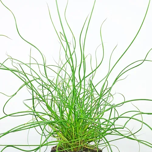 Corkscrew Rush For Sale | The Tree Center