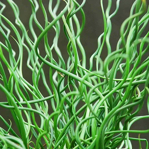 Juncus Effusus Spiralis