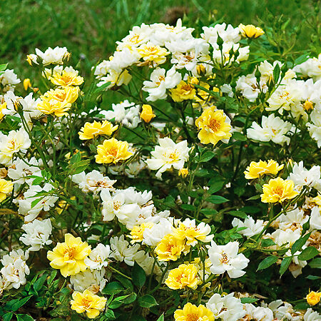 Lemon Drift® Rose For Sale Online | The Tree Center