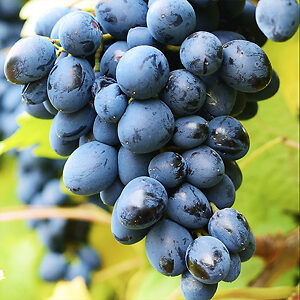 Mars Grape Vines For Sale | The Tree Center