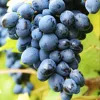 Mars Grape Vines For Sale | The Tree Center